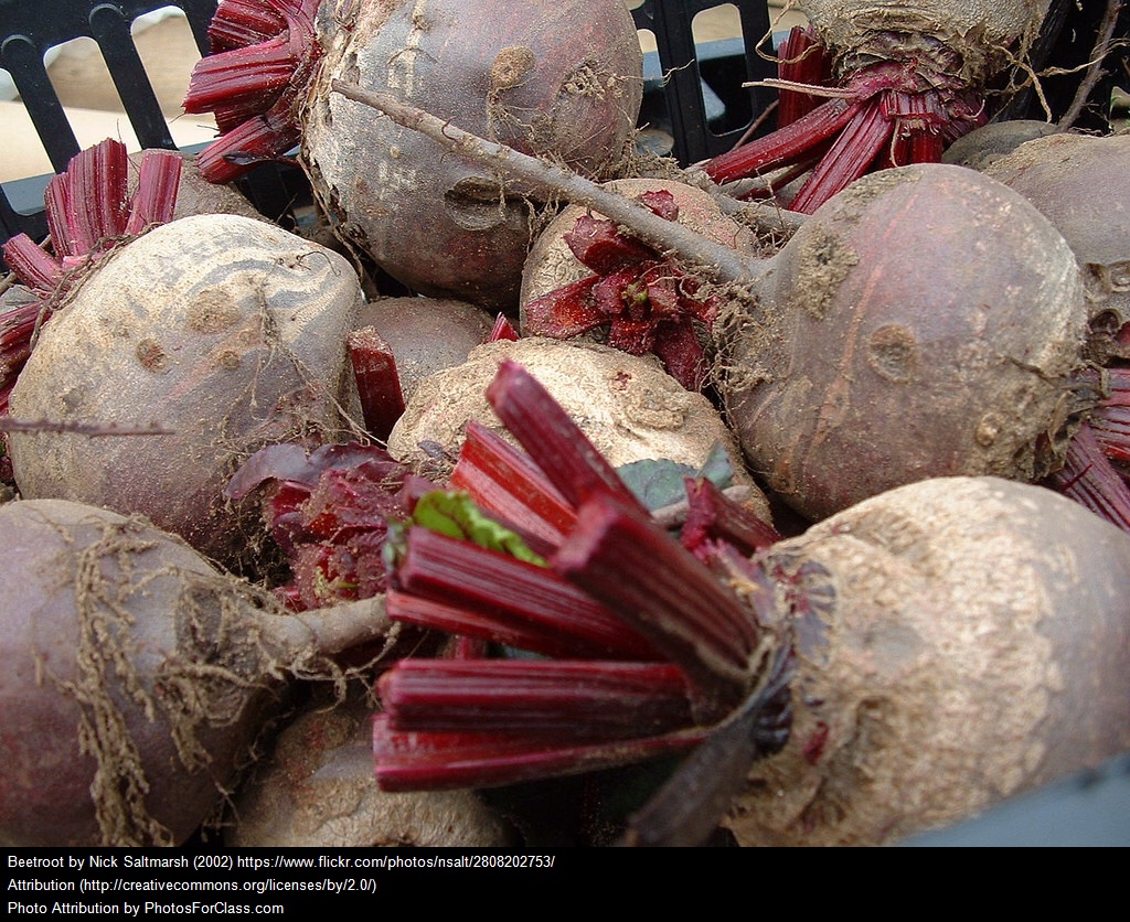 Beetroot – Tim O'Hare